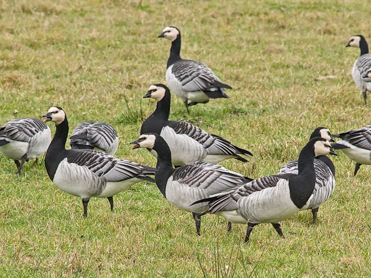 flocking behavior | Birdfact