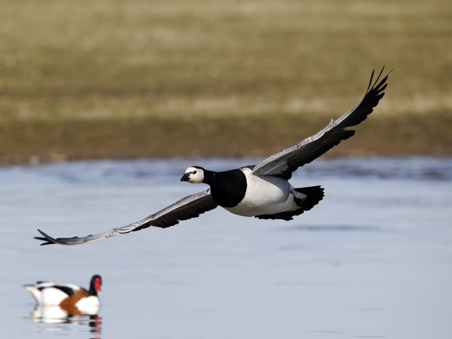 Barnacle Goose | Birdfact