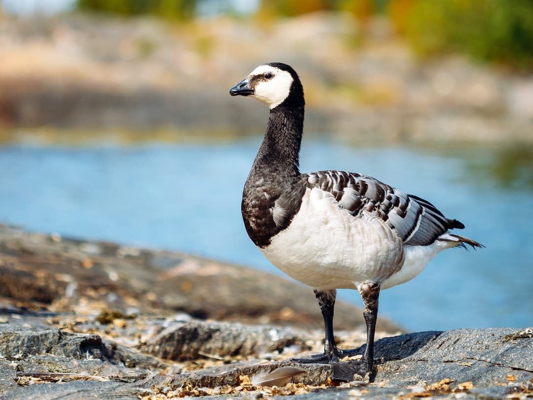 Barnacle Goose | Birdfact