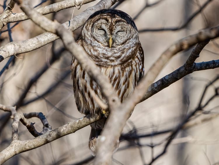 Where Do Owls Sleep? (Location, Habits and Behavior) | Birdfact