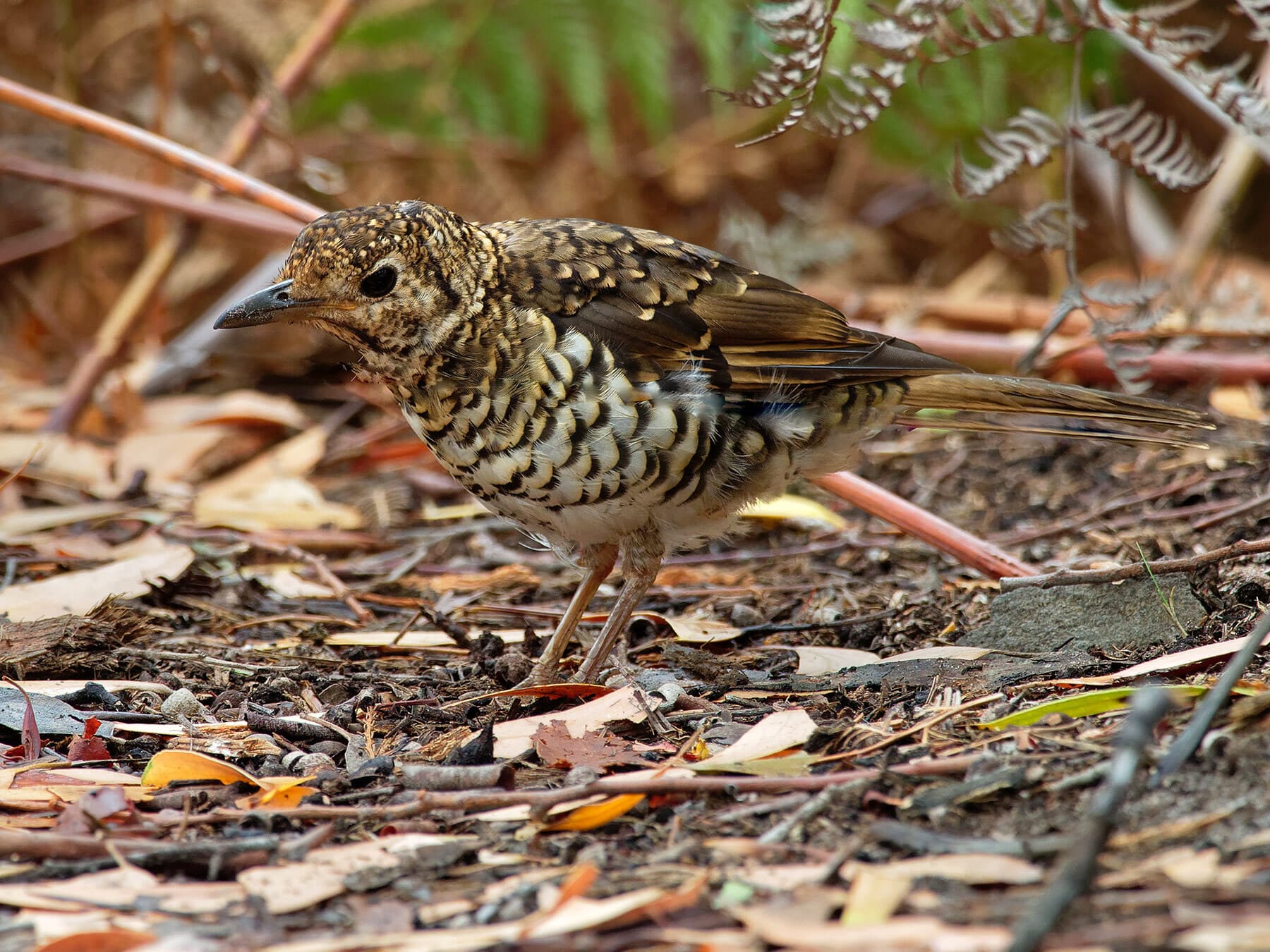 Do Birds Fart? The Science Behind Avian Digestion and Gas | Birdfact