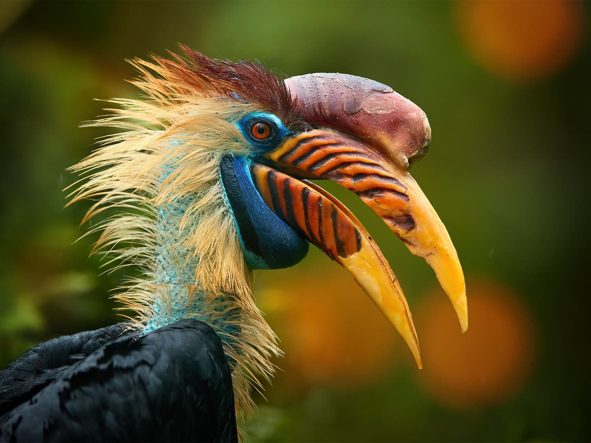 beak shapes and function | Birdfact