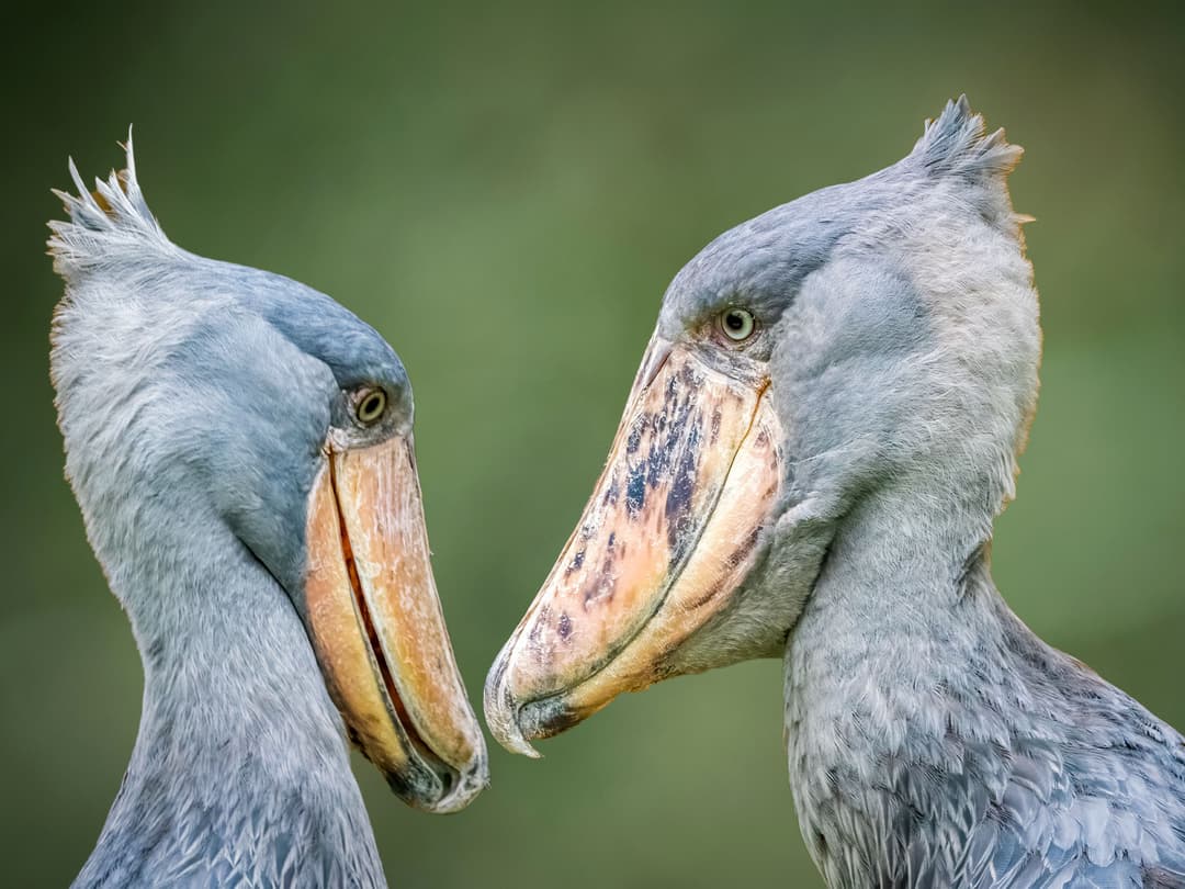 Anatomy & Physiology | Birdfact