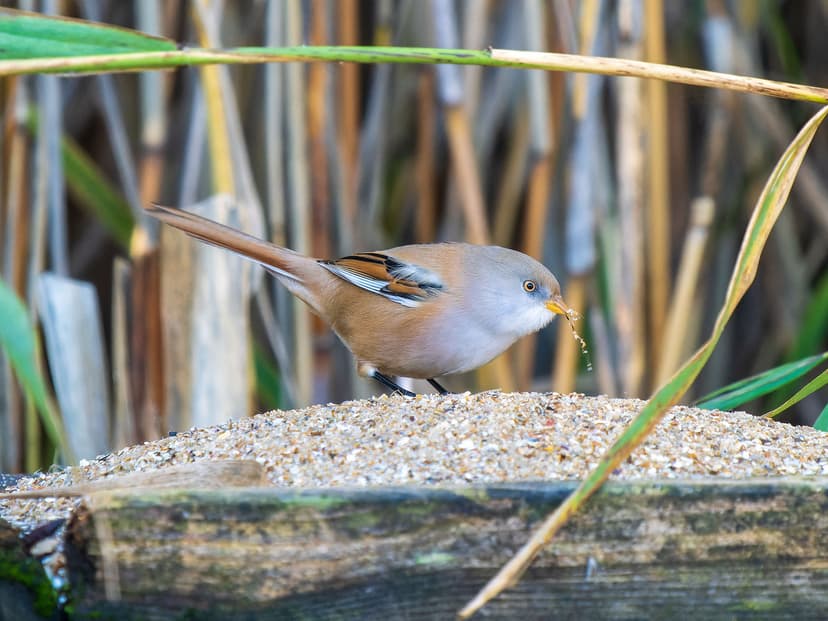 the role of gizzards | Birdfact