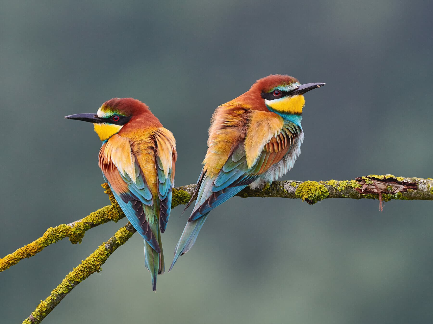European Bee-eater | Birdfact