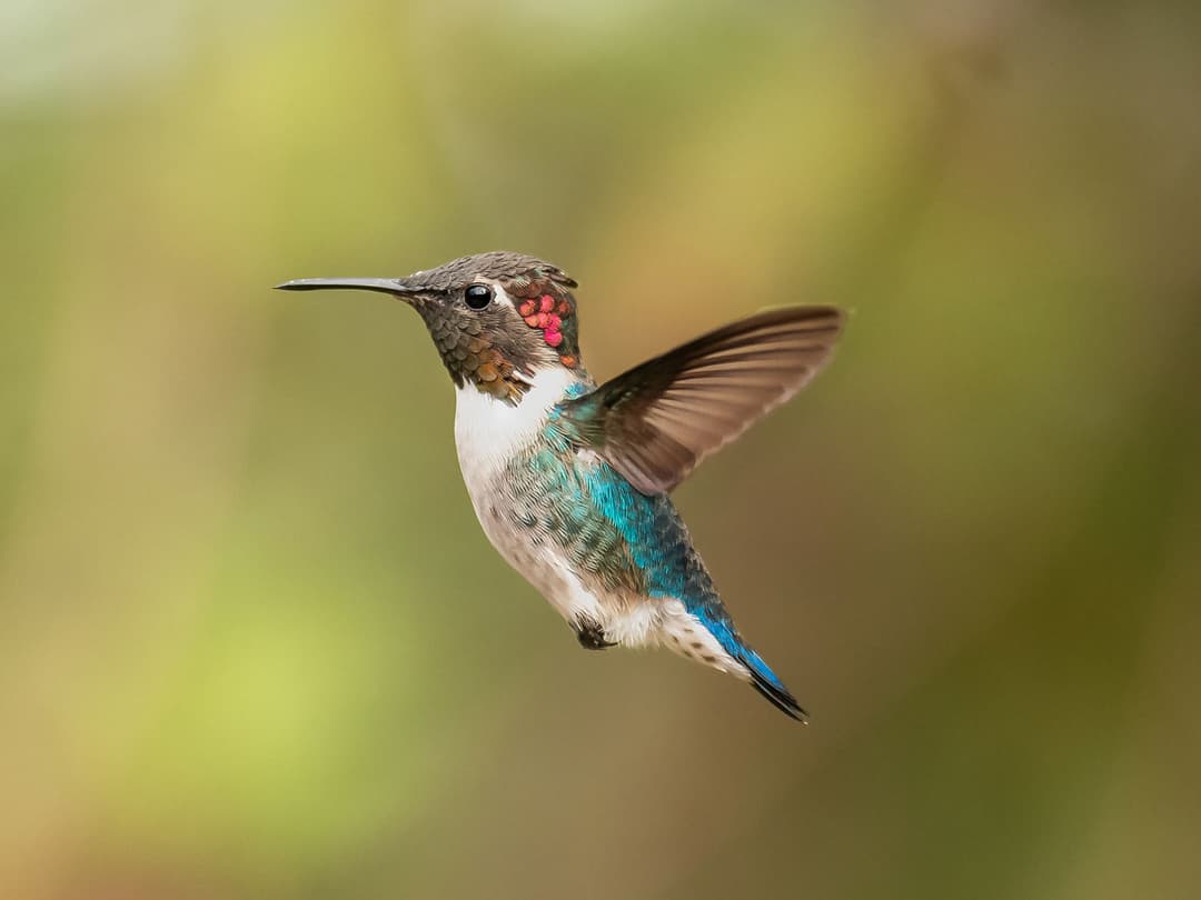 Bee Hummingbird | Birdfact