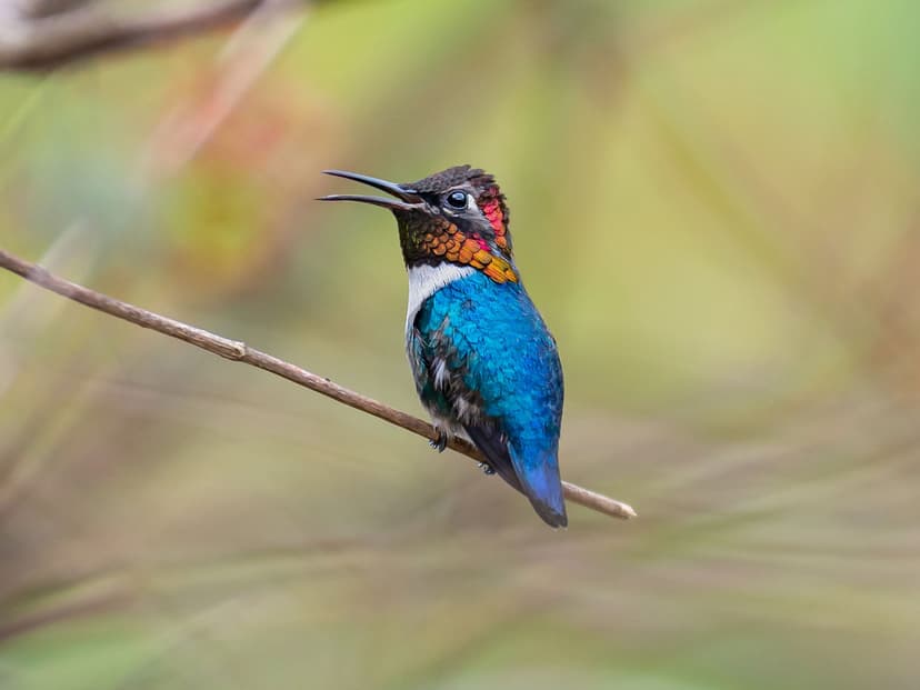 Bee Hummingbird | Birdfact