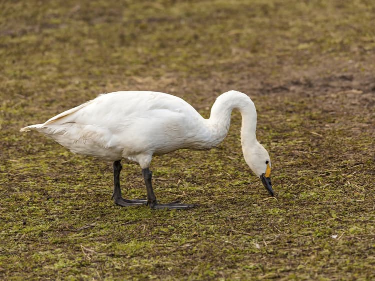 Tundra Swan | Birdfact