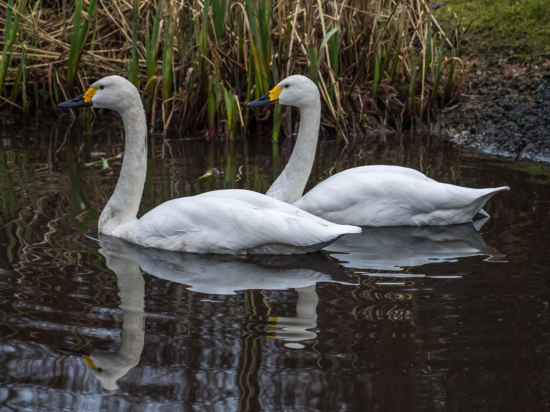 Do Swans Mate For Life? | Birdfact
