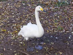 Tundra Swan | Birdfact
