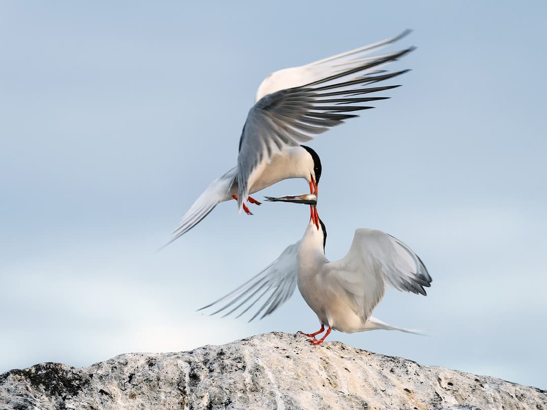 mating and breeding | Birdfact