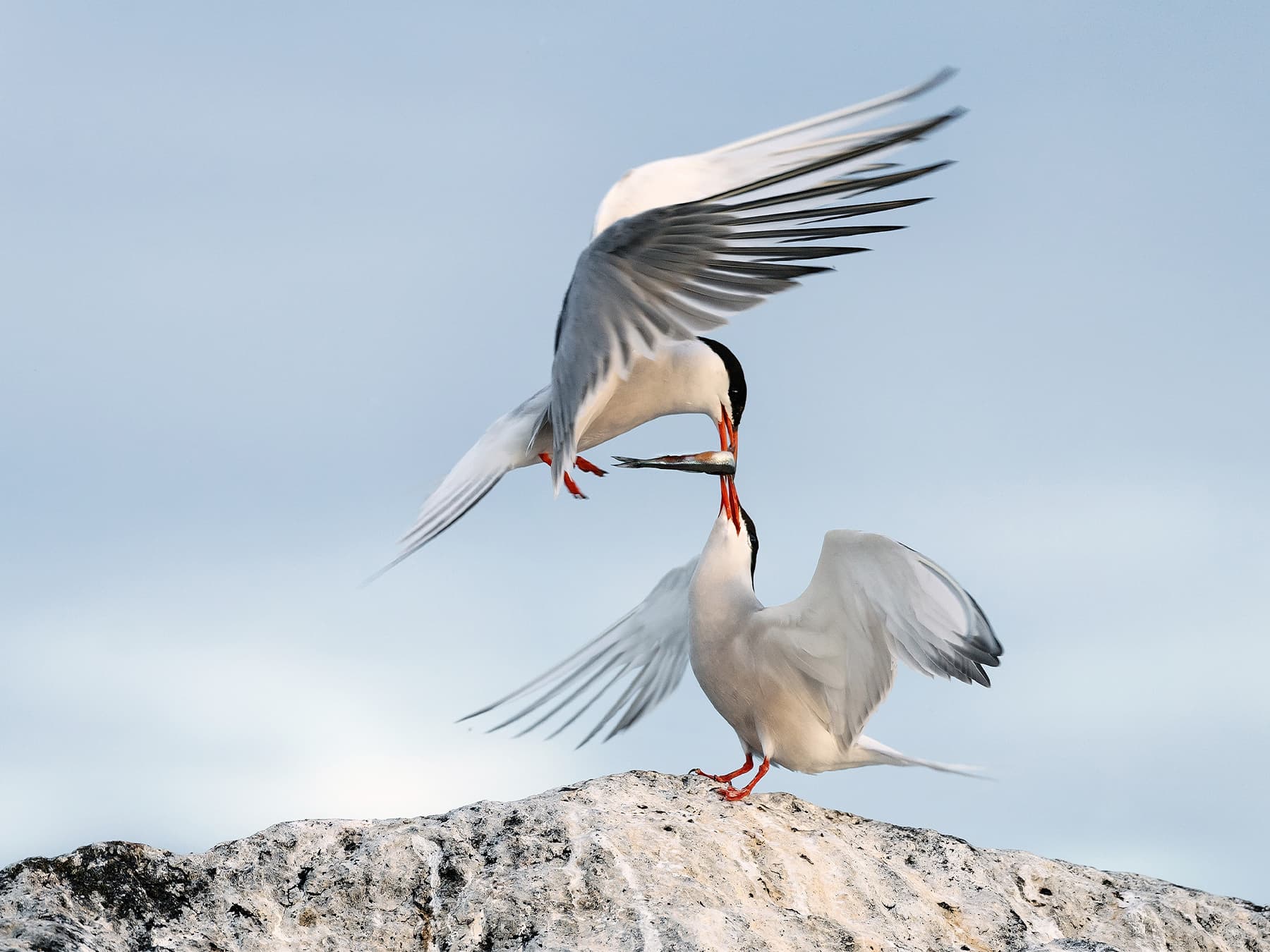 mating and breeding | Birdfact