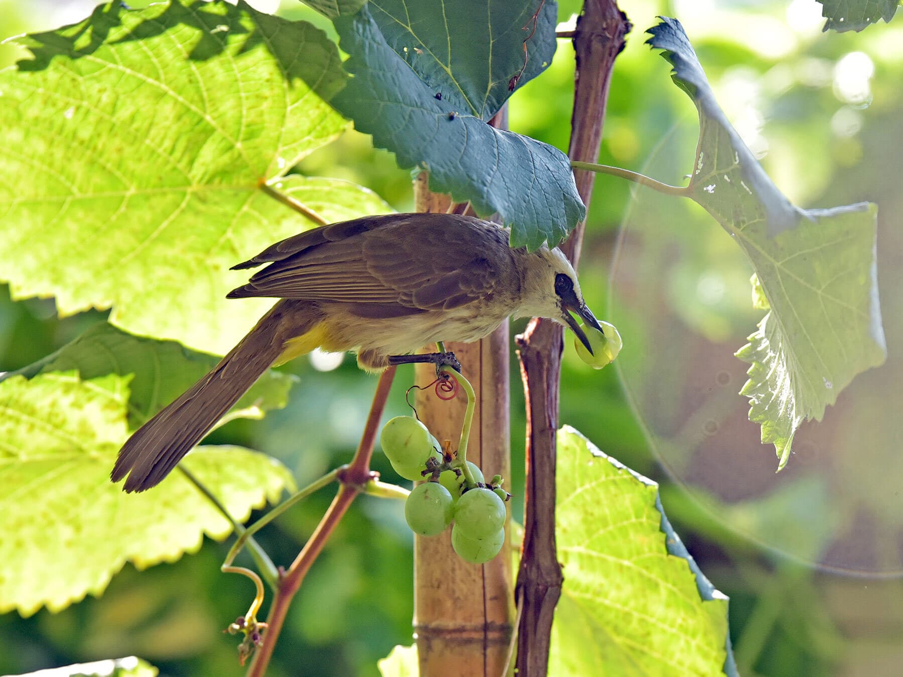 Can Birds Eat Grapes? (Which Species + How To Feed) | Birdfact