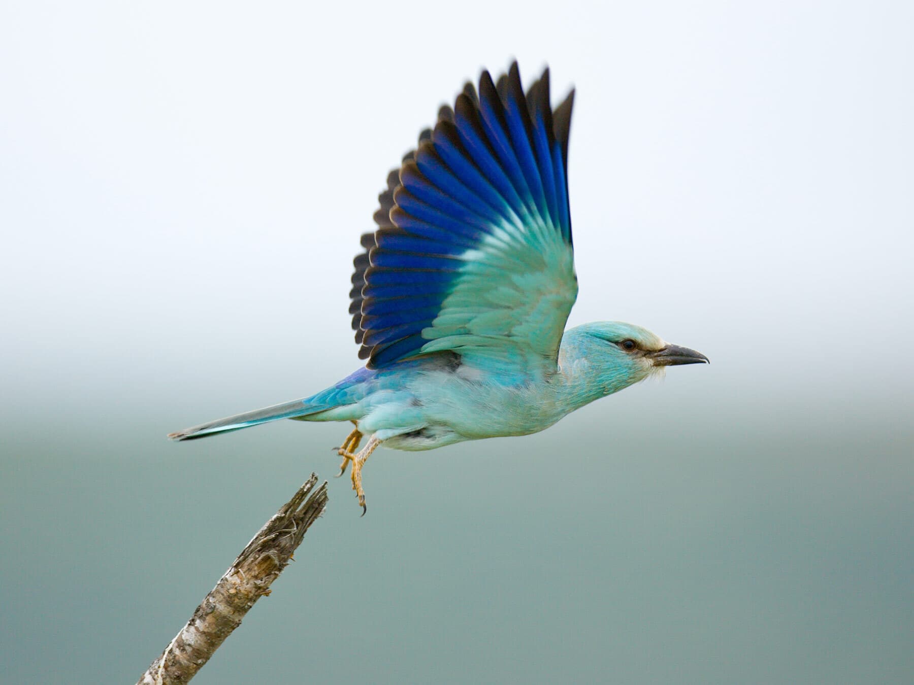 How Do Birds Fly? (In-Depth Guide) | Birdfact