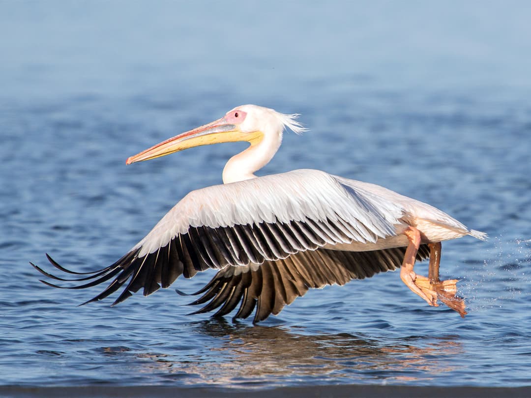 bird wing anatomy | Birdfact