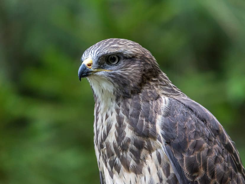 Birds of Prey in the UK (Complete Guide) | Birdfact