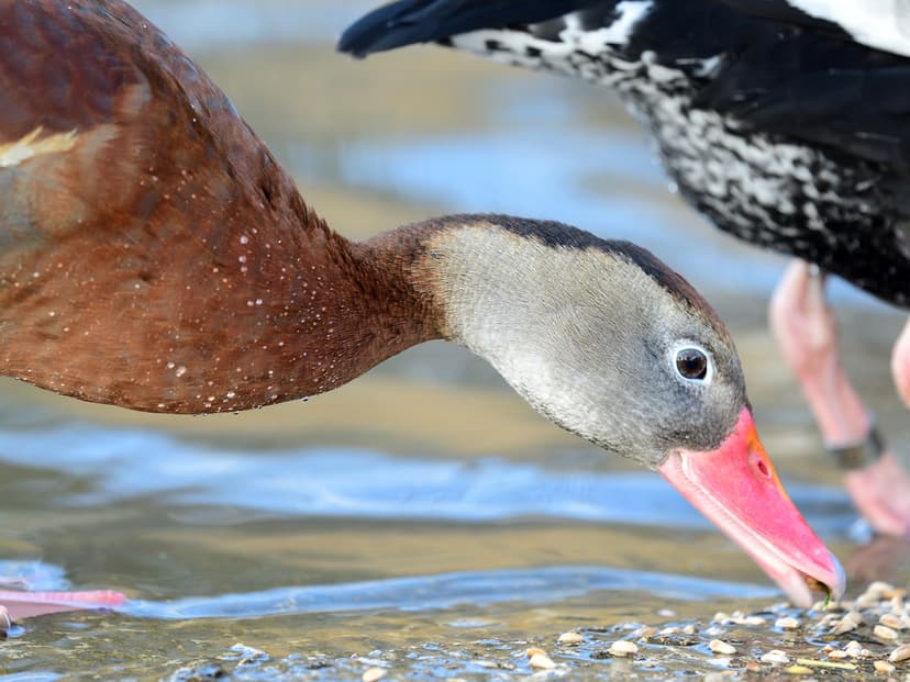 What Do Ducks Eat? (Full Diet, Feeding, Habits + Behavior) | Birdfact