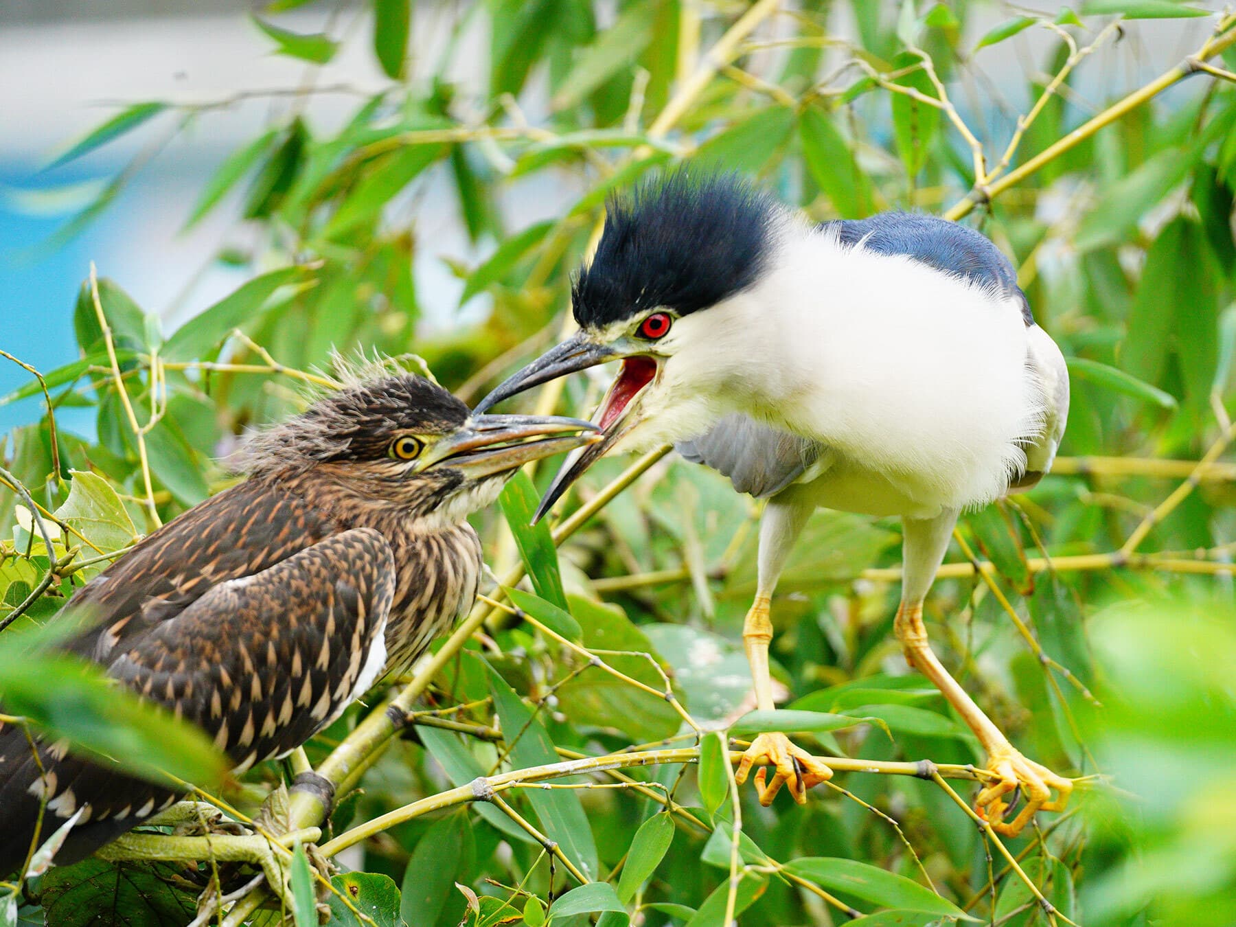 Black-crowned Night-heron | Birdfact