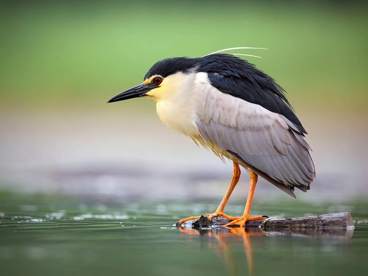 Black-crowned Night-heron | Birdfact