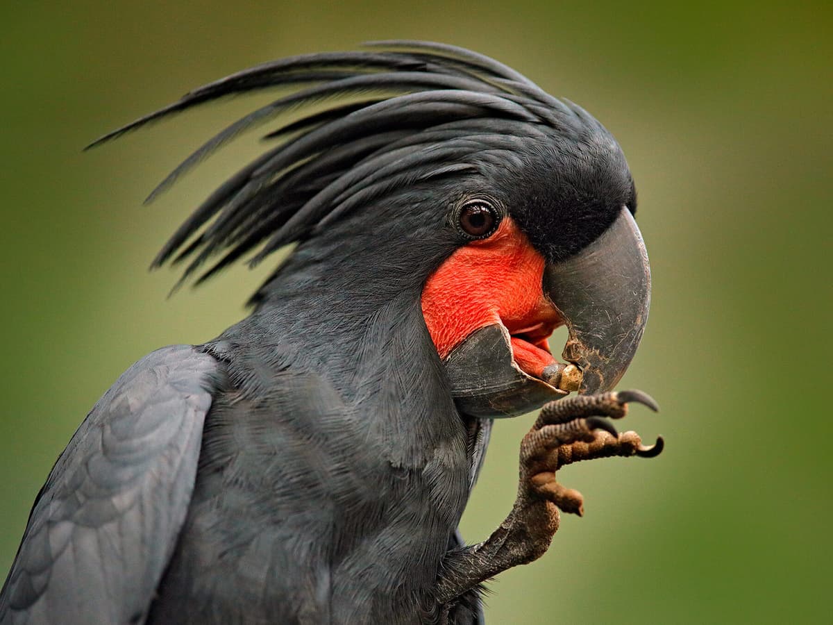 How Long Do Cockatoos Live? (All You Need To Know) | Birdfact