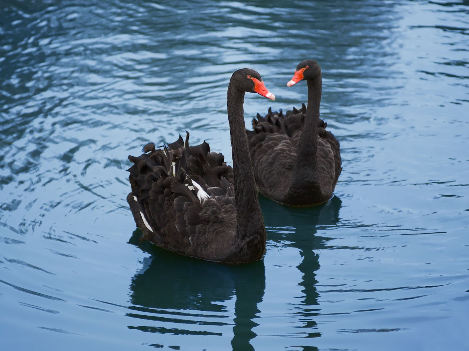 Do Swans Mate For Life? | Birdfact