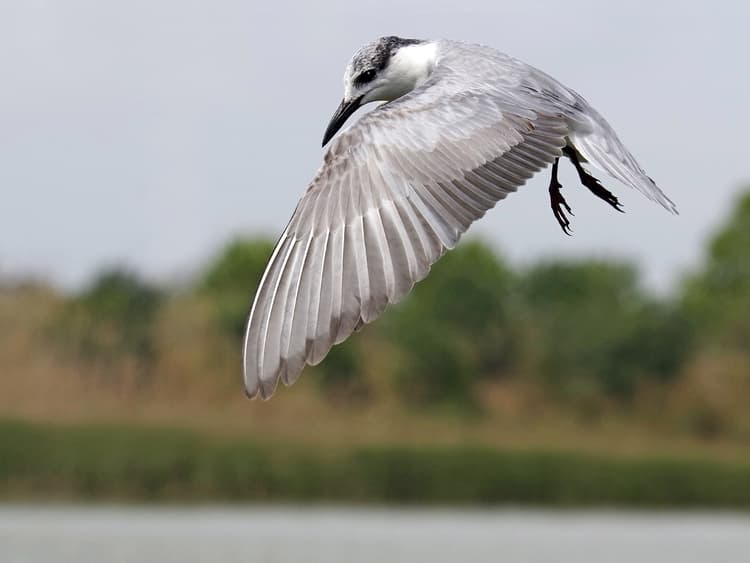 Black Tern | Birdfact