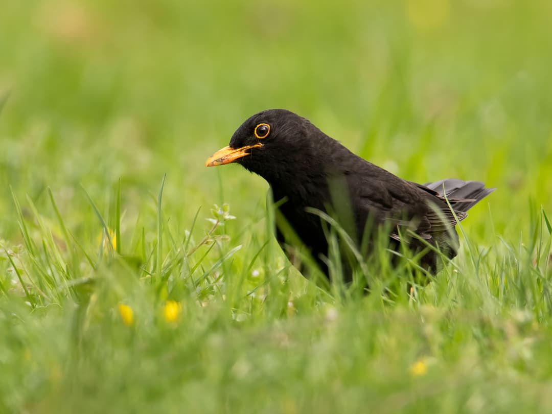 Blackbird | Birdfact