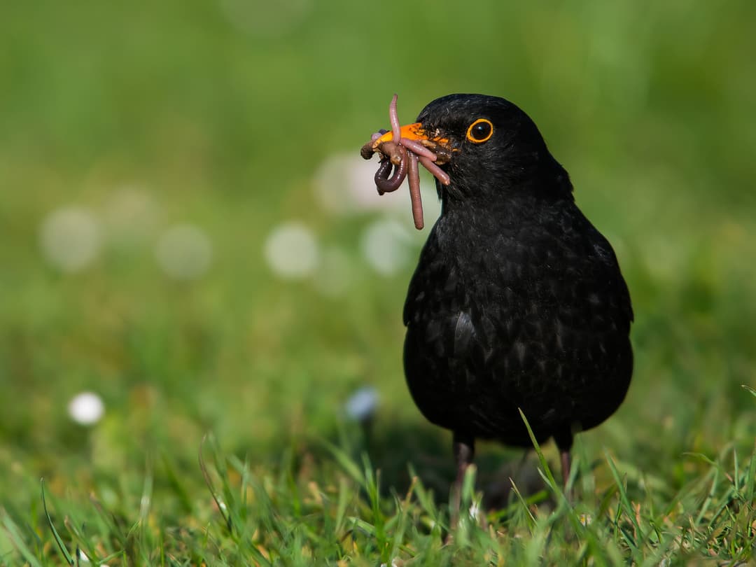 Blackbird | Birdfact