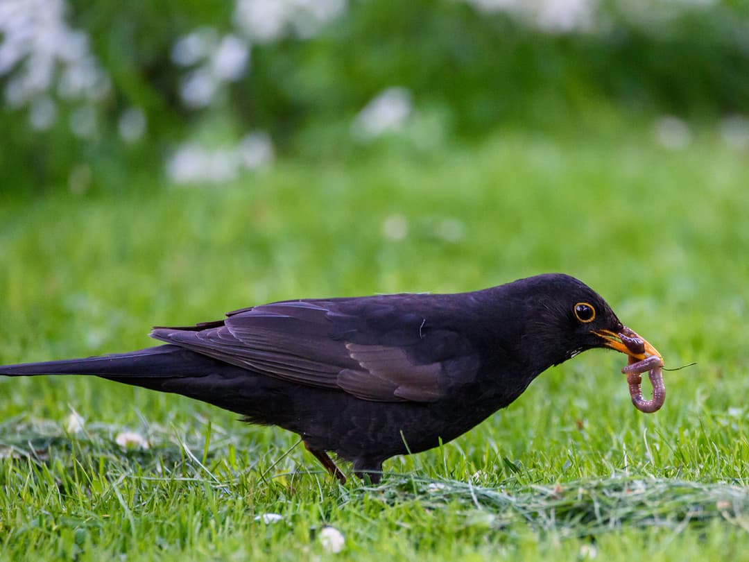 Thrushes In The UK (Complete Guide with Pictures) | Birdfact