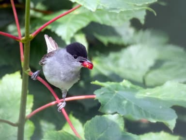 Blackcap | Birdfact