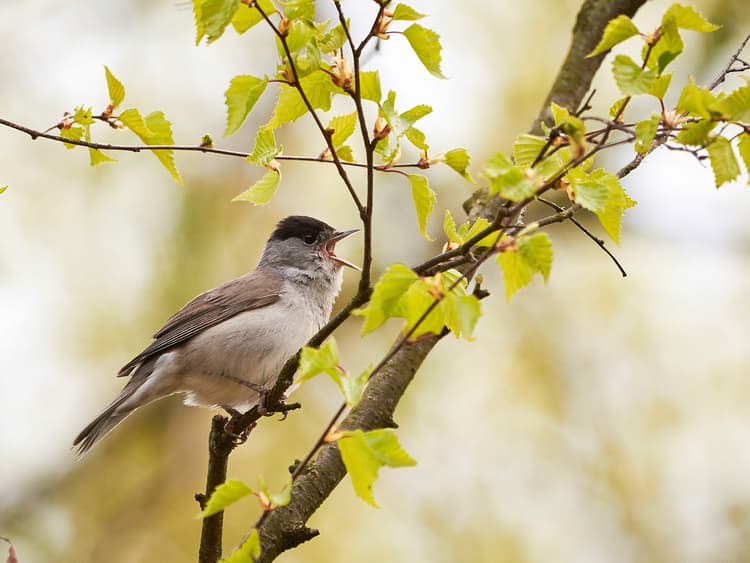 Blackcap | Birdfact