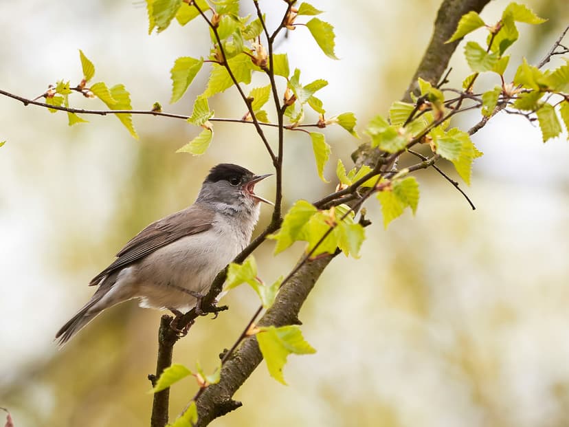 Blackcap | Birdfact
