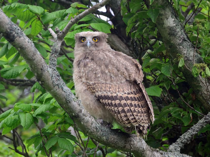 Blakiston's Fish-Owl | Birdfact