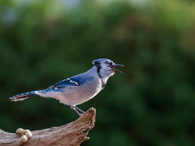Female Blue Jays: A Complete Guide | Birdfact