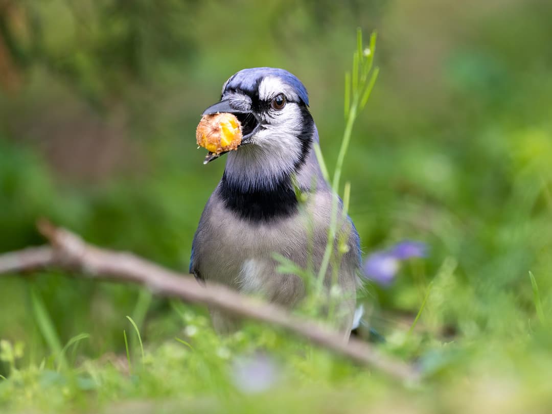 What Do Blue Jays Eat? (Complete Guide) | Birdfact