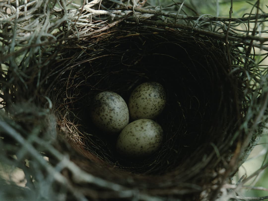 Blue Jay Nesting (Behavior, Location + Eggs) | Birdfact