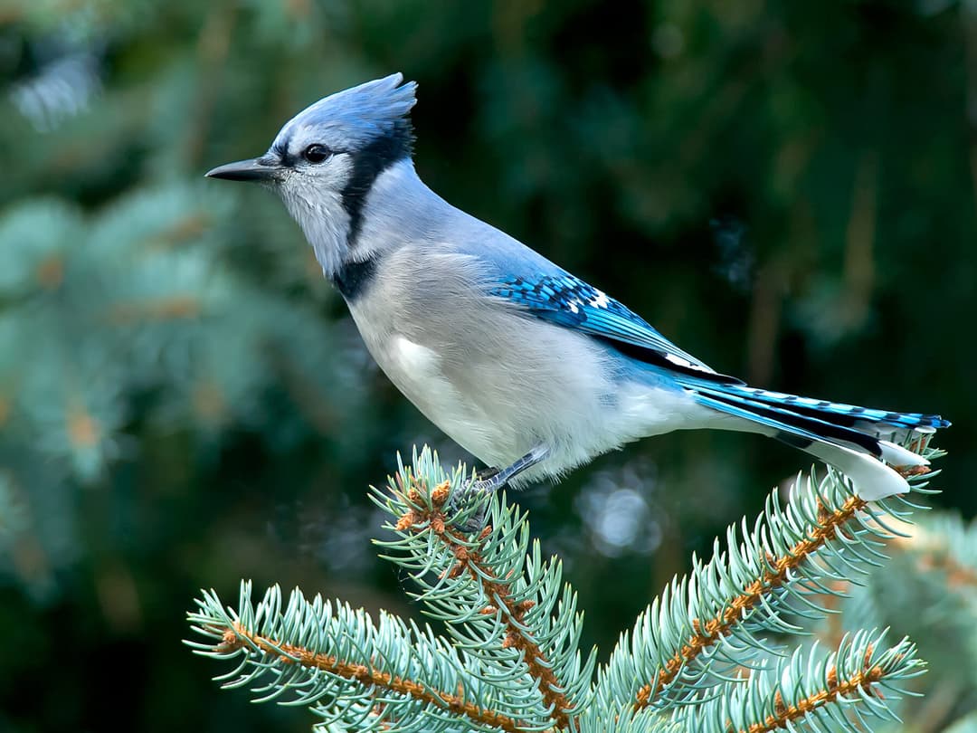 Where Do Blue Jays Live? (Habitat + Distribution) | Birdfact