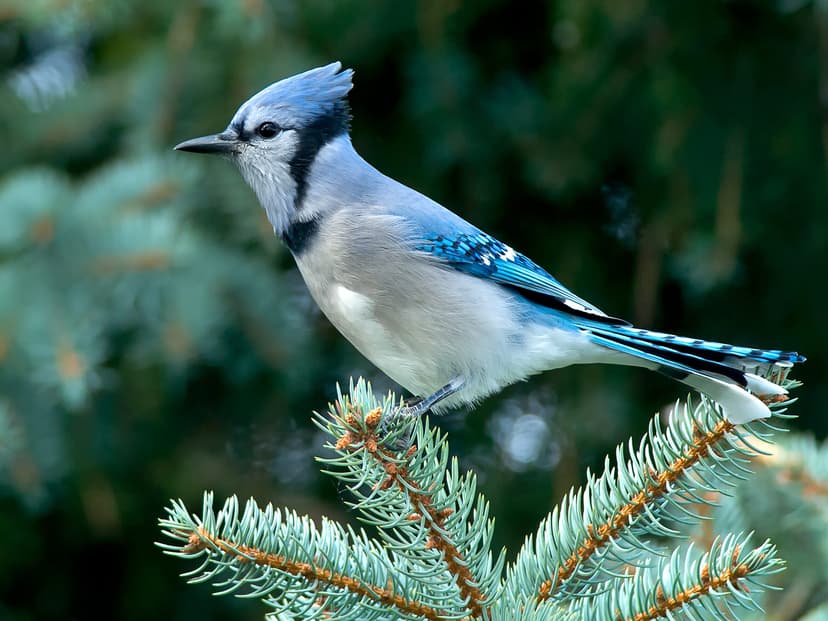 Where Do Blue Jays Live? (Habitat + Distribution) | Birdfact