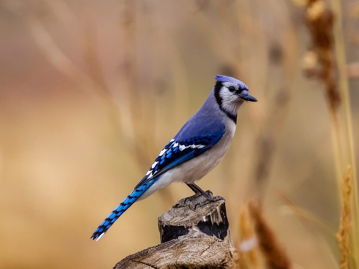Blue Jay Nesting (Behavior, Location + Eggs) | Birdfact
