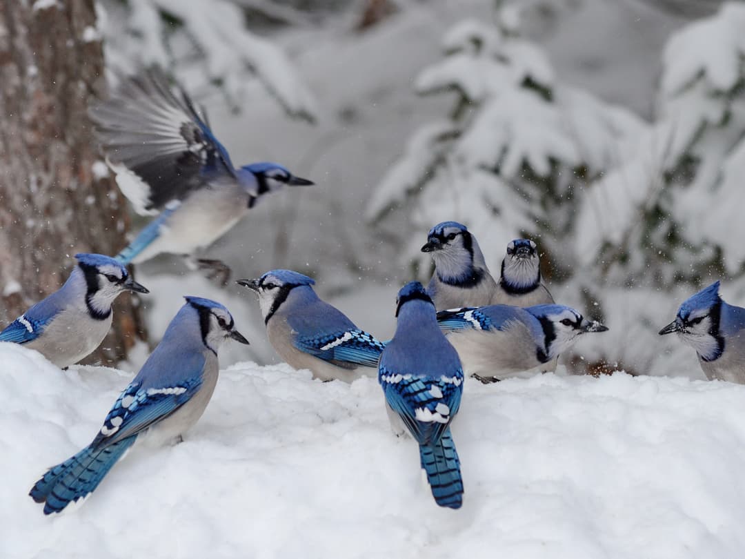 Do Blue Jays Migrate? Patterns, Timing & Which Birds Stay for Winter ...