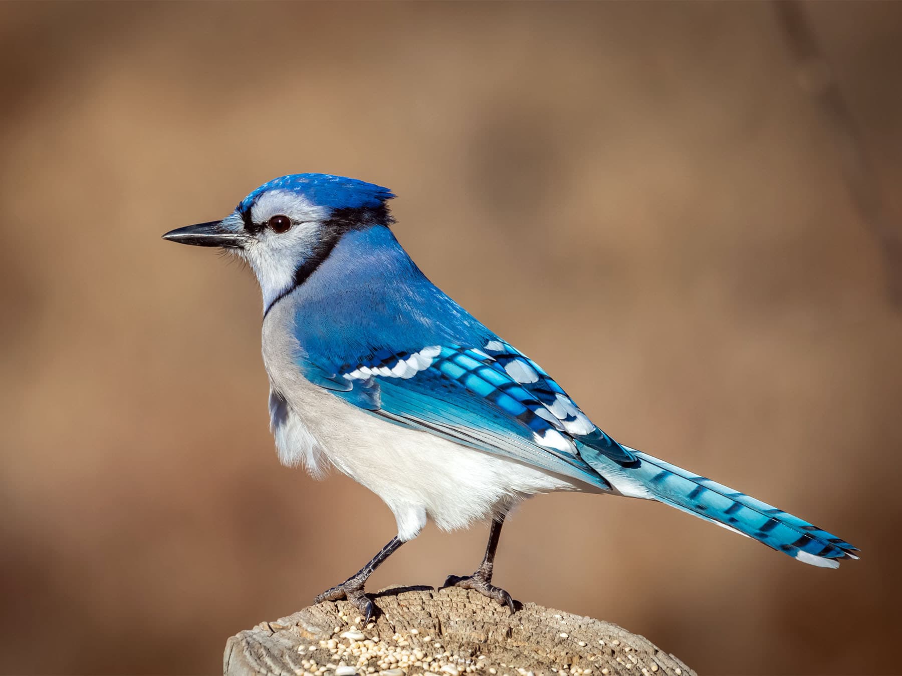 Blue Jay | Birdfact