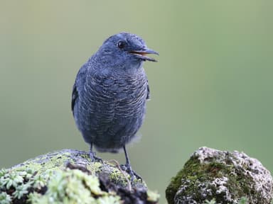 Blue Rock-thrush | Birdfact