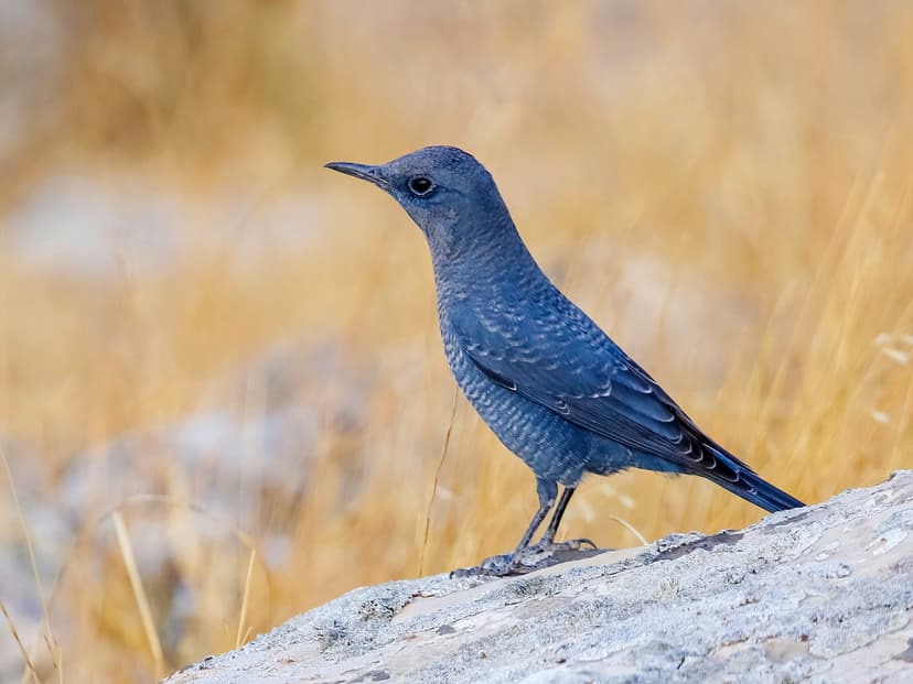 Blue Rock-thrush | Birdfact