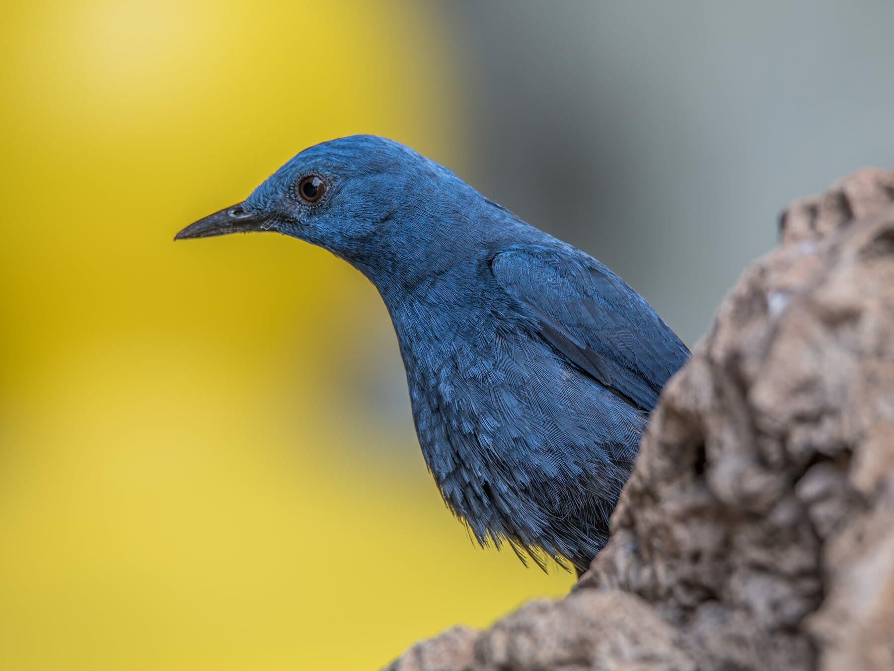 Blue Rock-thrush | Birdfact