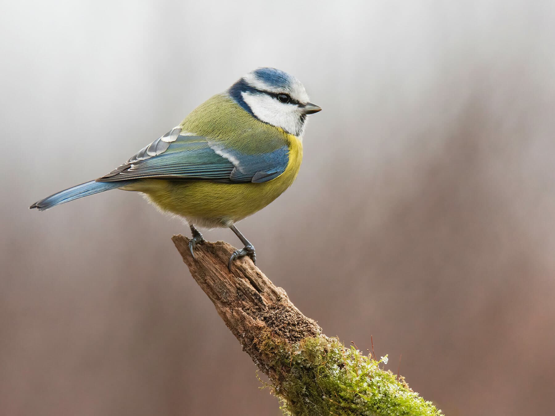 Tit Birds in the UK: Species Guide | Birdfact