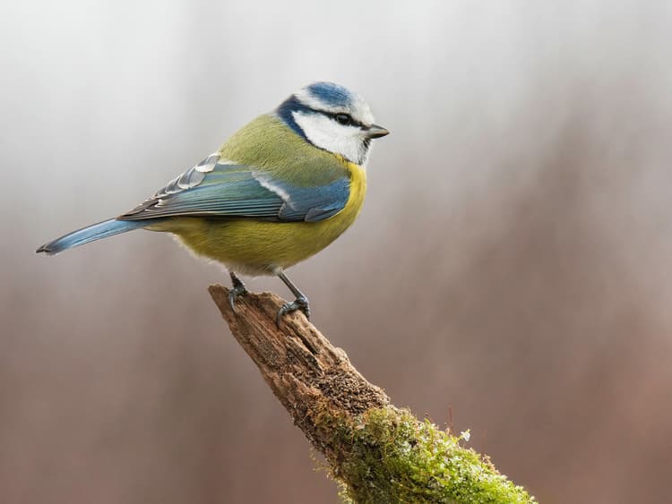 Blue Tit | Birdfact