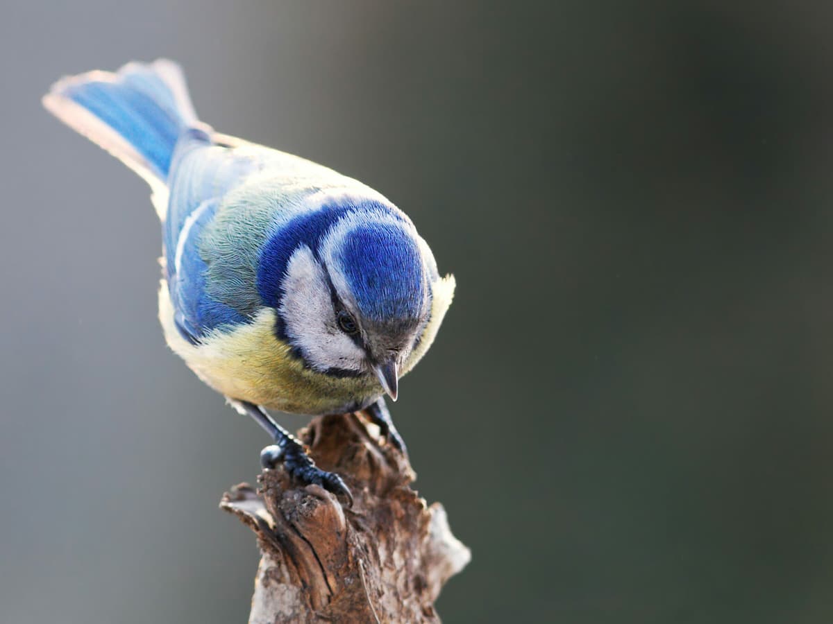 Blue Tit | Birdfact