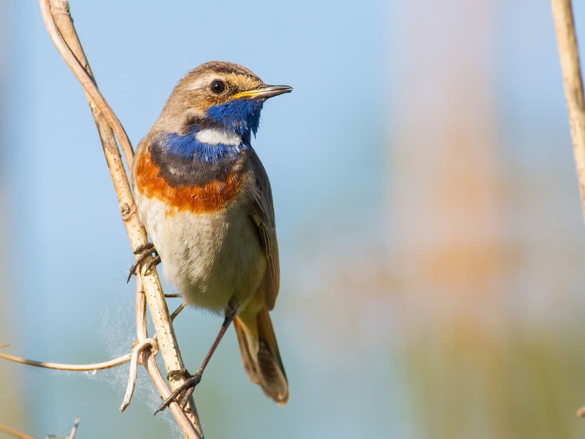 Bluethroat | Birdfact
