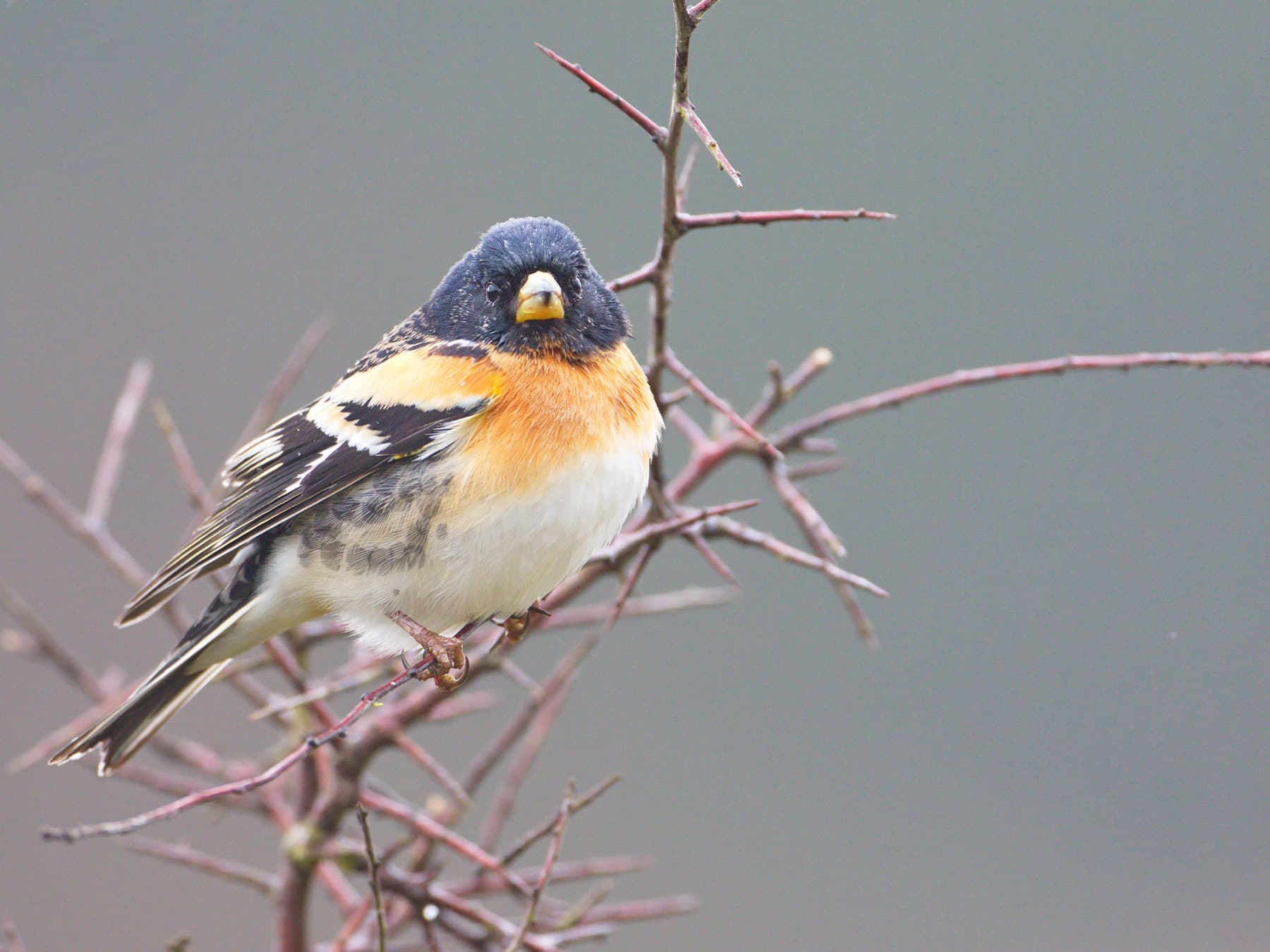 Brambling | Birdfact