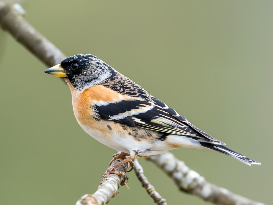 Brambling | Birdfact